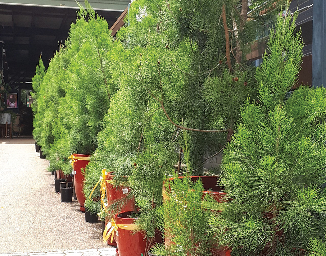 Learn caring for your Daintree Pine with Limberlost Nursery & Garden ...
